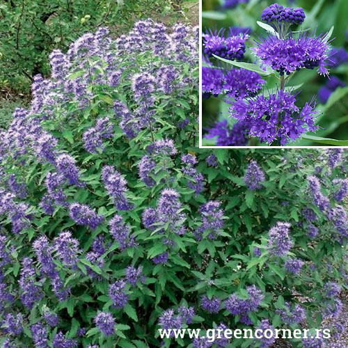 Žbun (Caryopteris ‘Grand bleu’)