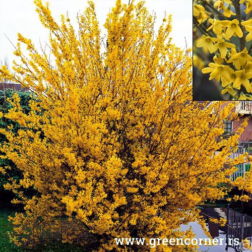 Žbun (Forsythia x intermedia )- Forzicija