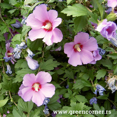 Žbun (Hibiscus syriacus)