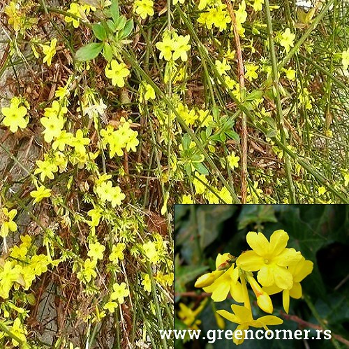 Žbun (Jasminum nudifolium )– Rani jasmin