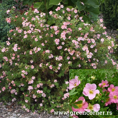 Žbun (Potentilla roza)