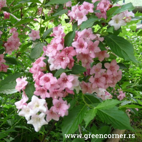 Žbun (Weigela ‘Abel Carrière’ )