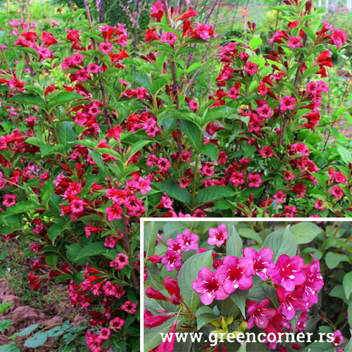 Žbun (Weigela ‘Bristol Ruby’)