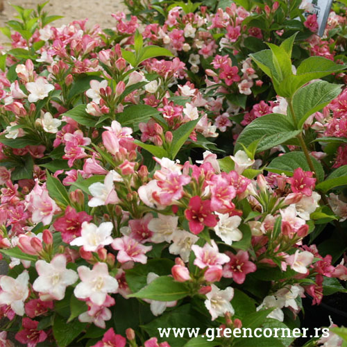 Žbun (Weigela ‘Carnaval’ )