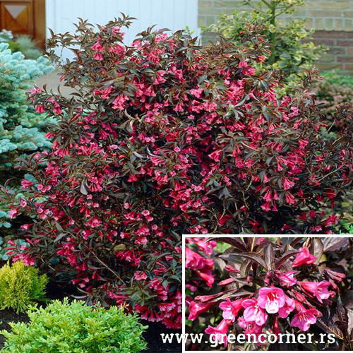 Žbun (Weigela fl. ‘Alexandra’ )