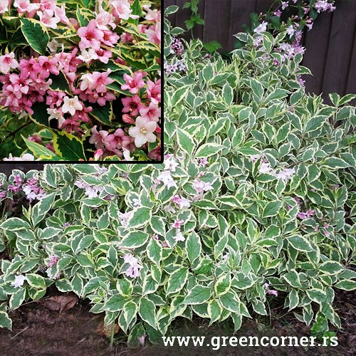 Žbun (Weigela Variegata)