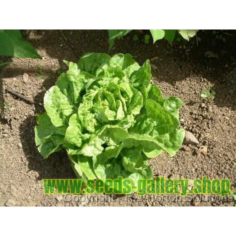 Salata Seme 'Green Mignonette'