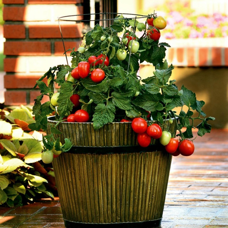 Seme mini paradajza CANDYTOM