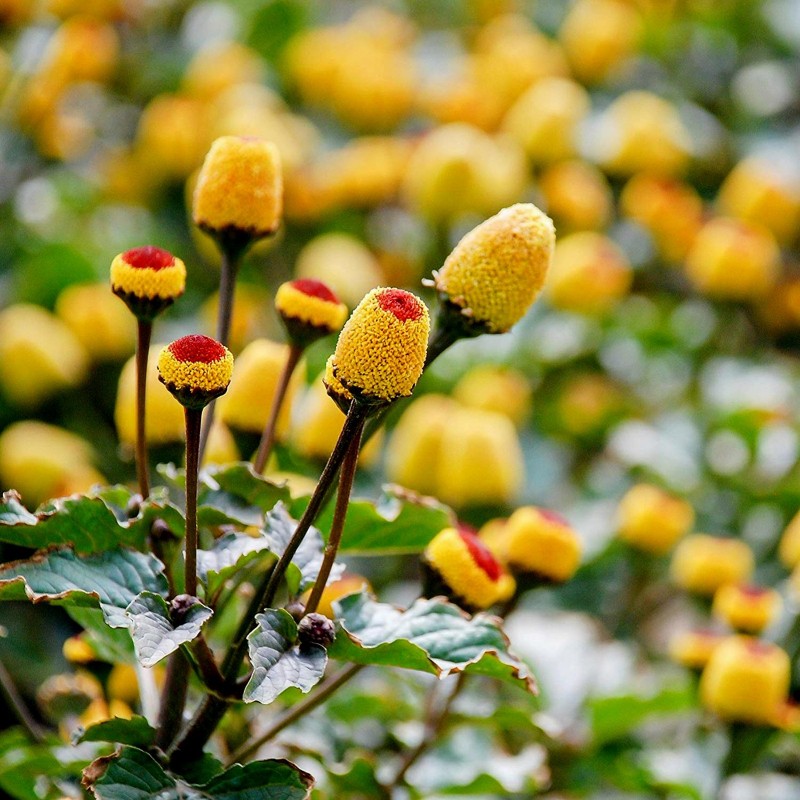 Brazilski kres, Zubobiljka seme (Spilanthes oleracea)