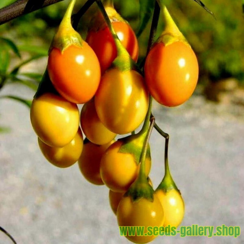 Kengurova jabuka – Porporo Seme (Solanum Lacinatum)