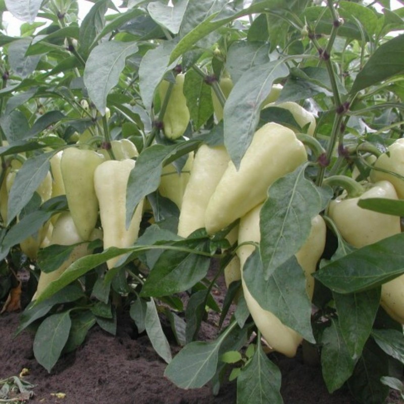 Velika ljuta bela paprika seme