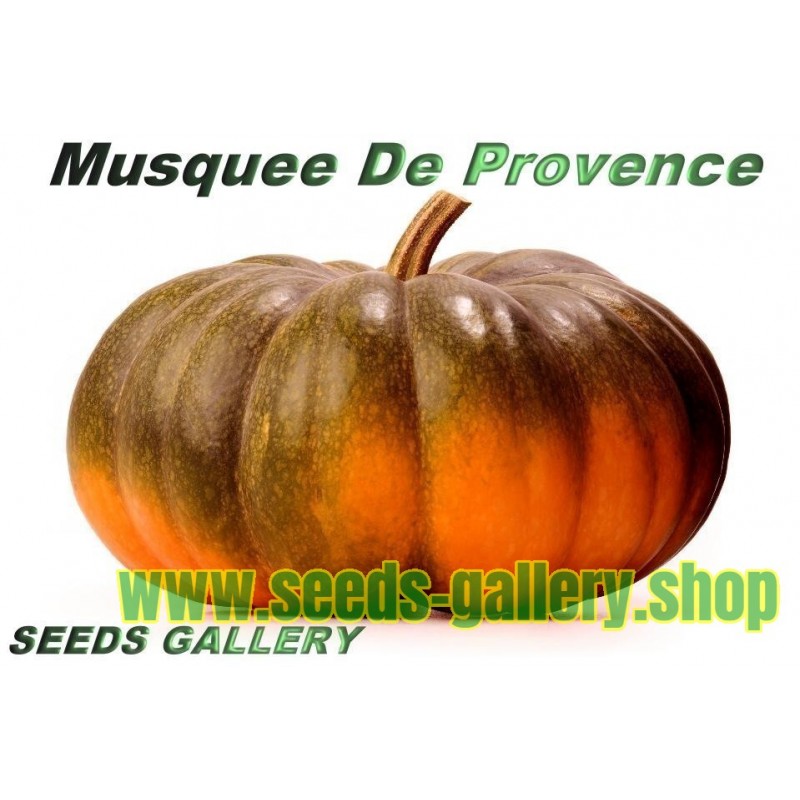 Seme Bundeve Musquee De Provence