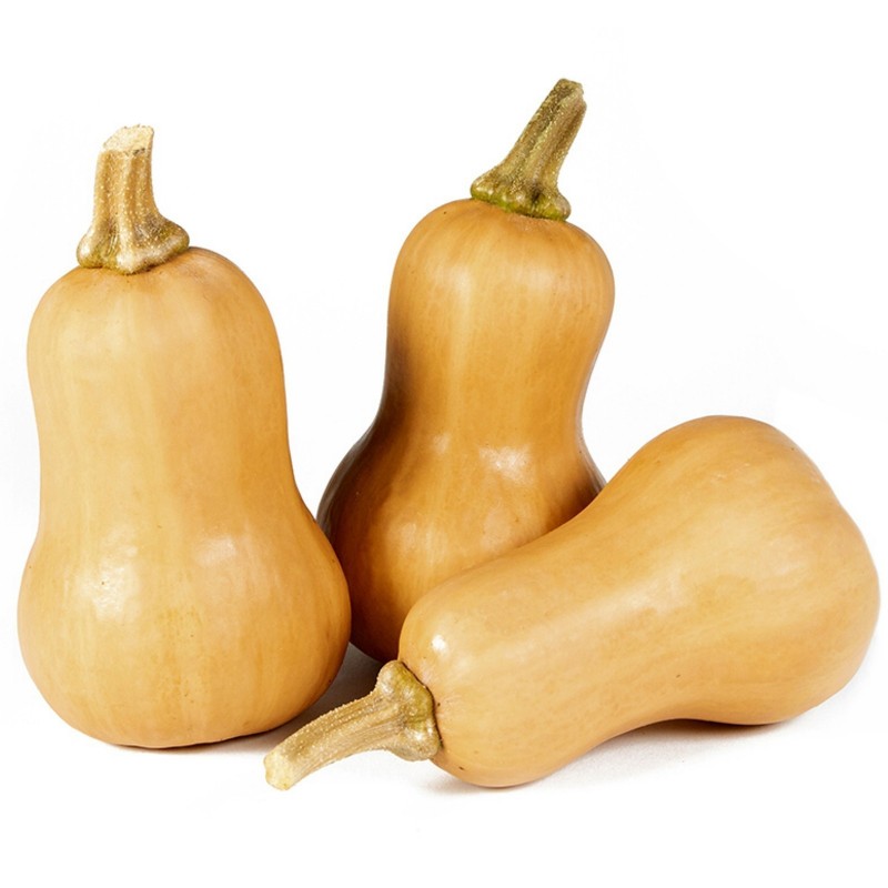 Mini Butternut – Kruska Bundeva Seme