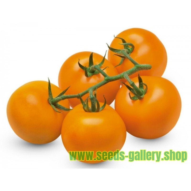 Seme Nemackog Paradajza AURIGA (Solanum lycopersicum)