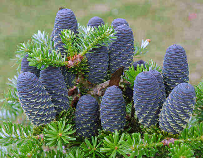 Abies koreana