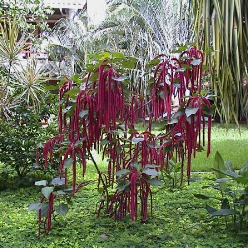 Amaranthus