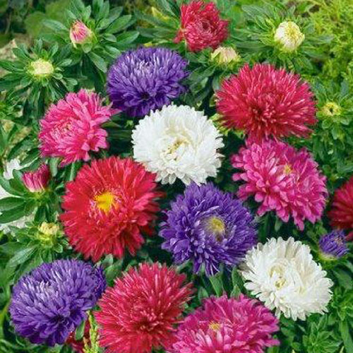 Aster Mix