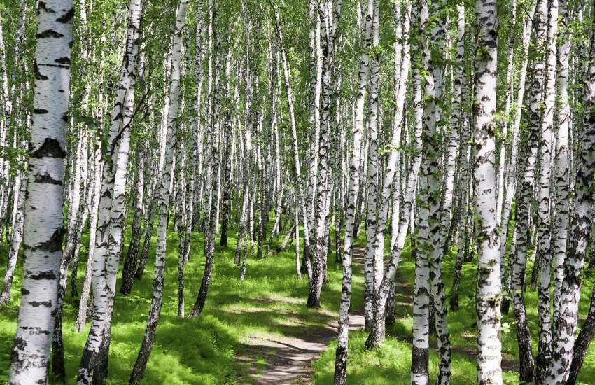 Breza (Betula pendula)