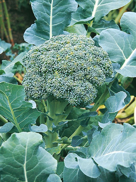 Brokoli “ Corvet „
