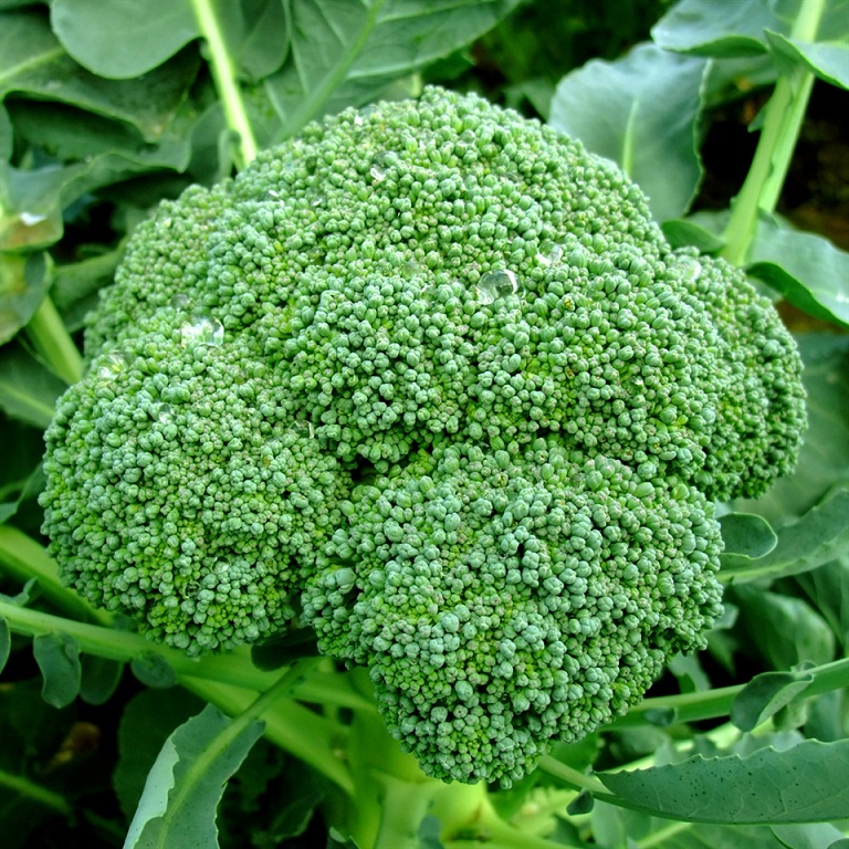 Brokoli “ Kalabreze “ ( iz 1880 )