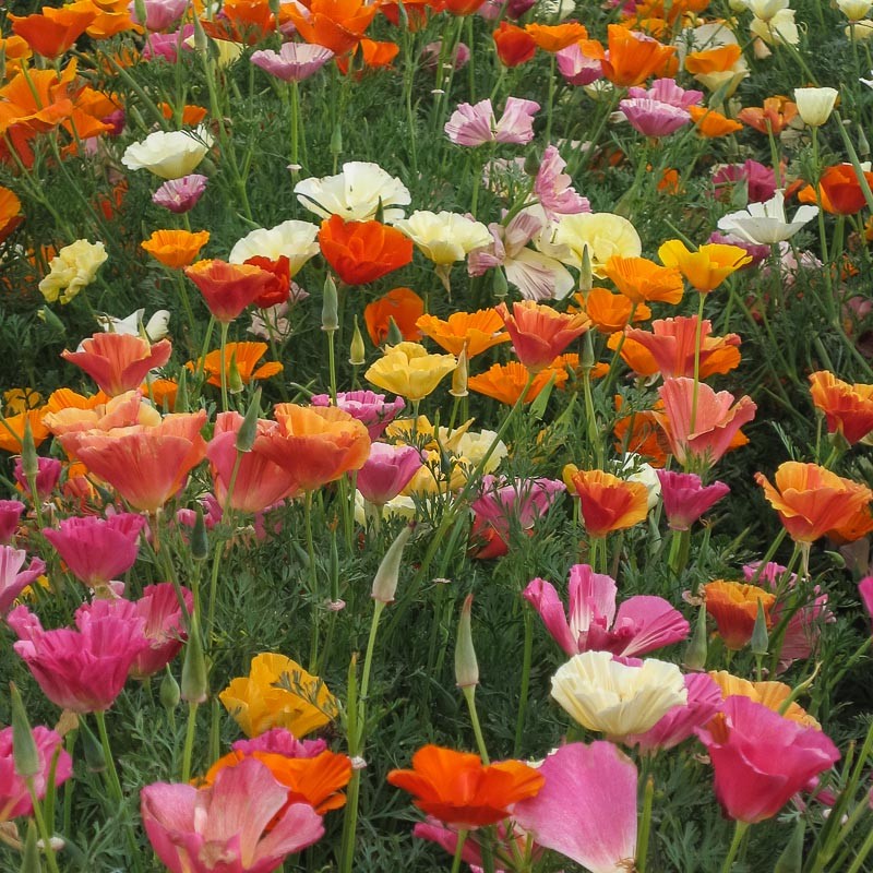 Californian Poppy