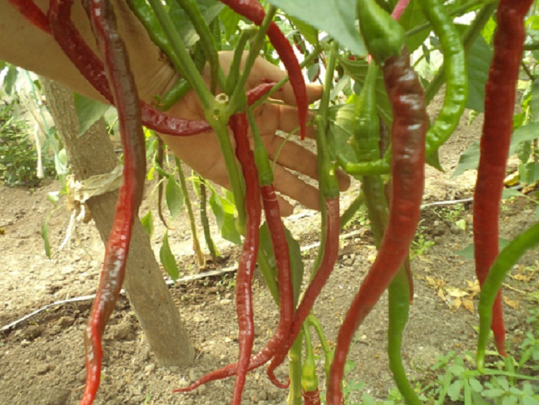 Ljuta Paprika “ Domaća Duga „