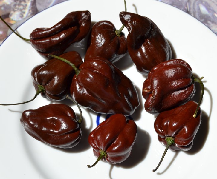 Čili “ Čokoladni Habanero „