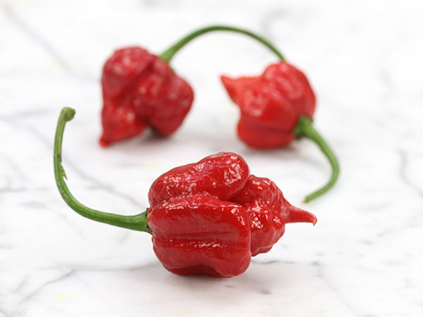 Čili “ Trinidad Scorpion Red „