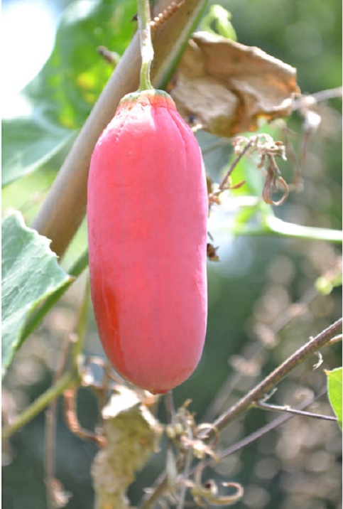 Coccinia Grandis