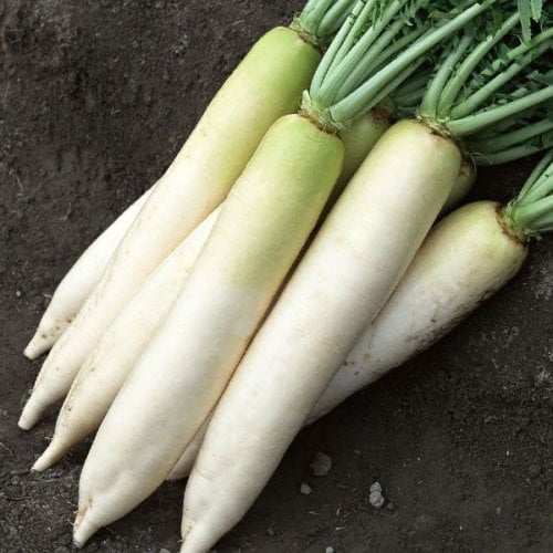 Minosava Daikon Rotkva