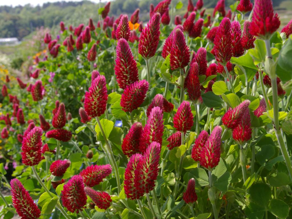 Detelina “ Crimson Clower „