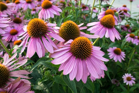 Echinacea Angustafolija