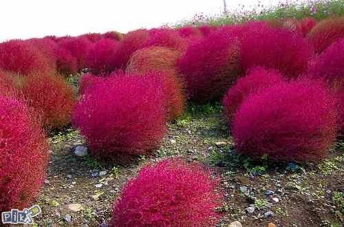 Kochia Scoparia