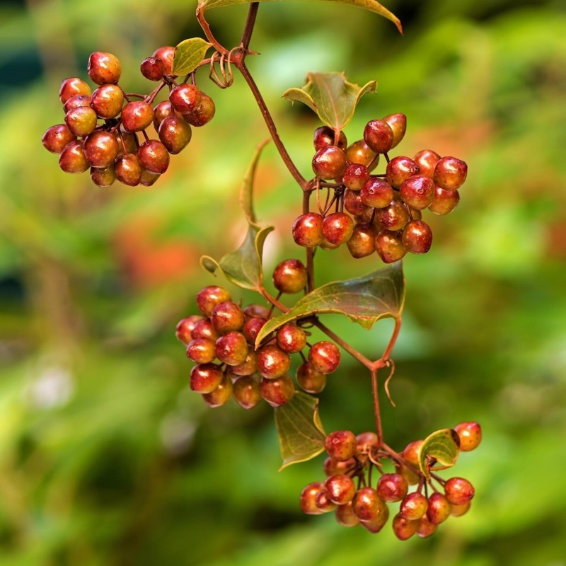 Tetivika Seme - Lekovita i jestiva biljka (Smilax aspera)