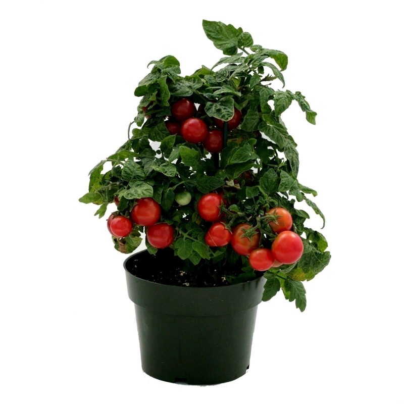 Seme balkonskog paradajza Vilma