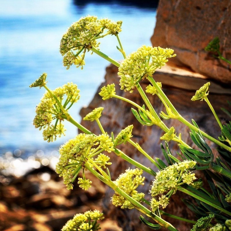 Motar Seme - Morski komorac (Crithmum maritimum)