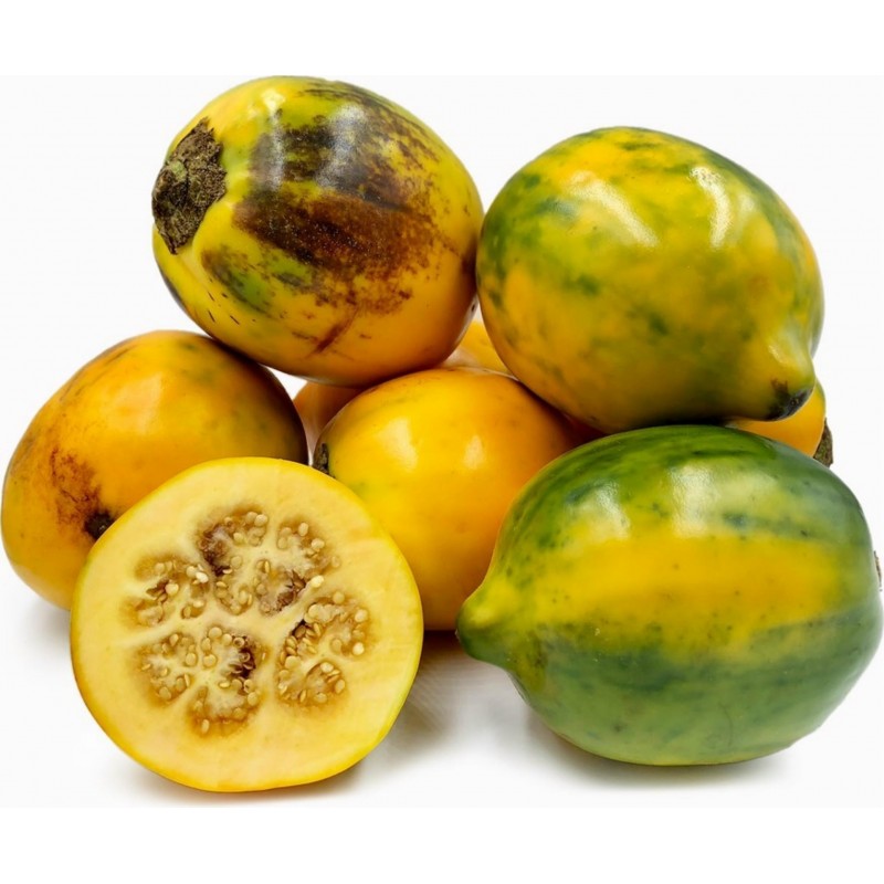 Tarambulo - Dlakavi patlidžan Seme (Solanum ferox)