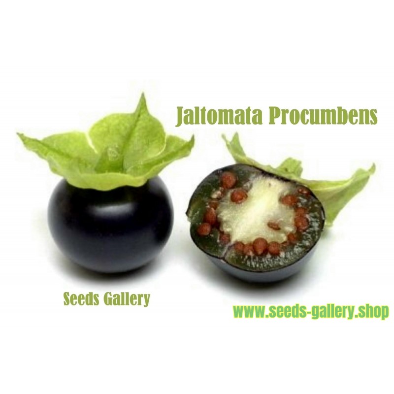 Jaltomato Seme Egzoticno Voce (Jaltomata Procumbens)