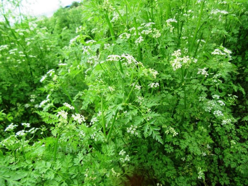 Krasuljica “ Vrlo koristna bilja „