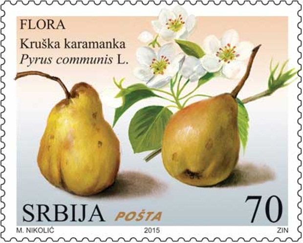 Kruška “ Karamanka „