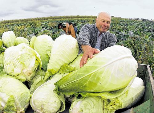 Kupus “ Fidelkraut „