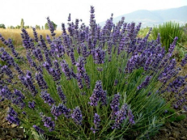 Lavanda