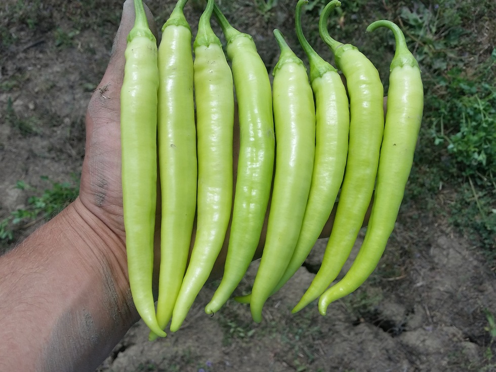 Ljuta Paprika “ Niška Šipka “ odlična sorta