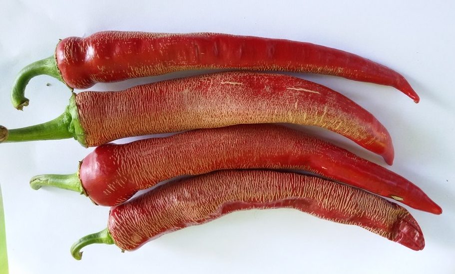 Ljuta paprika “ Puckava vezenka Duga „