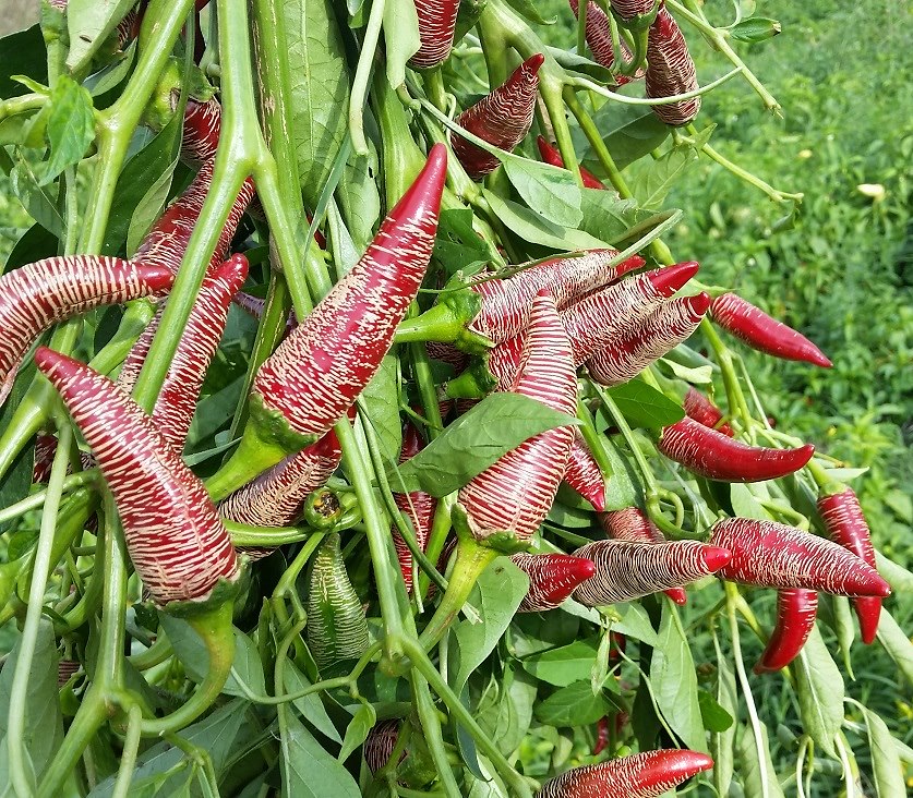 Ljuta Paprika “ Puckava Vezenka kratka „