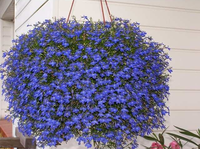 Lobelia Erinus