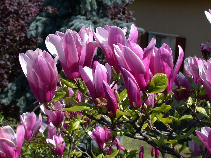 Magnolija