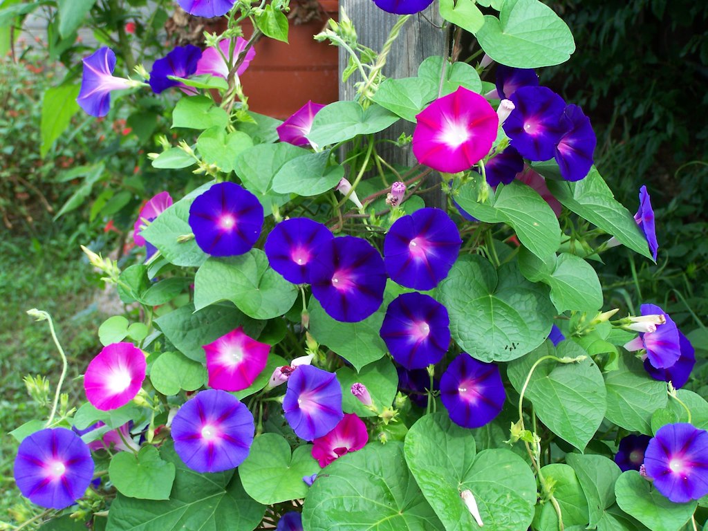 Morning Glory mix