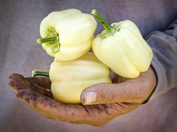 Domaća Babura Albino