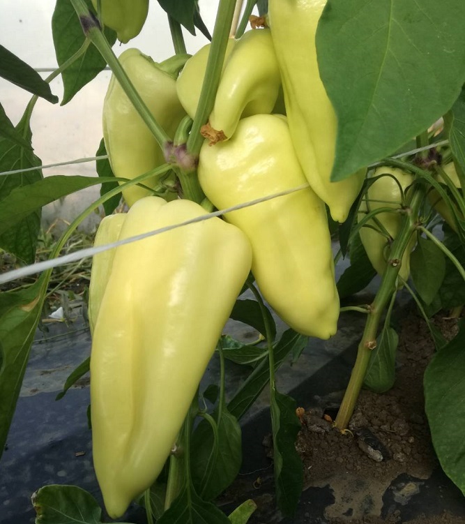 Paprika “ Bela Roga „